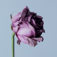 SUNNY HOOD STUDIO - Latin-style guitar that feels melancholy, rush, run ...